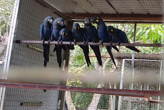 LBB neemt internationaal beschermde diersoorten in beslag - KEY NEWS ...