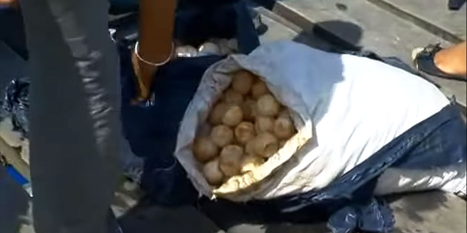 Celstraffen en geldboetes voor stropers krapé-eieren – KEY NEWS SURINAME