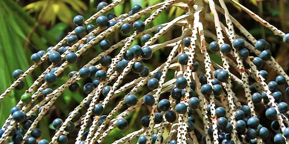 Braziliaanse delegatie in Suriname voor introductie duurzame acai ...