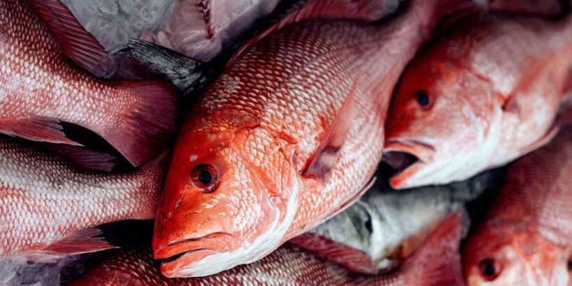 Suriname may once again export fish to the American market - KEY NEWS ...