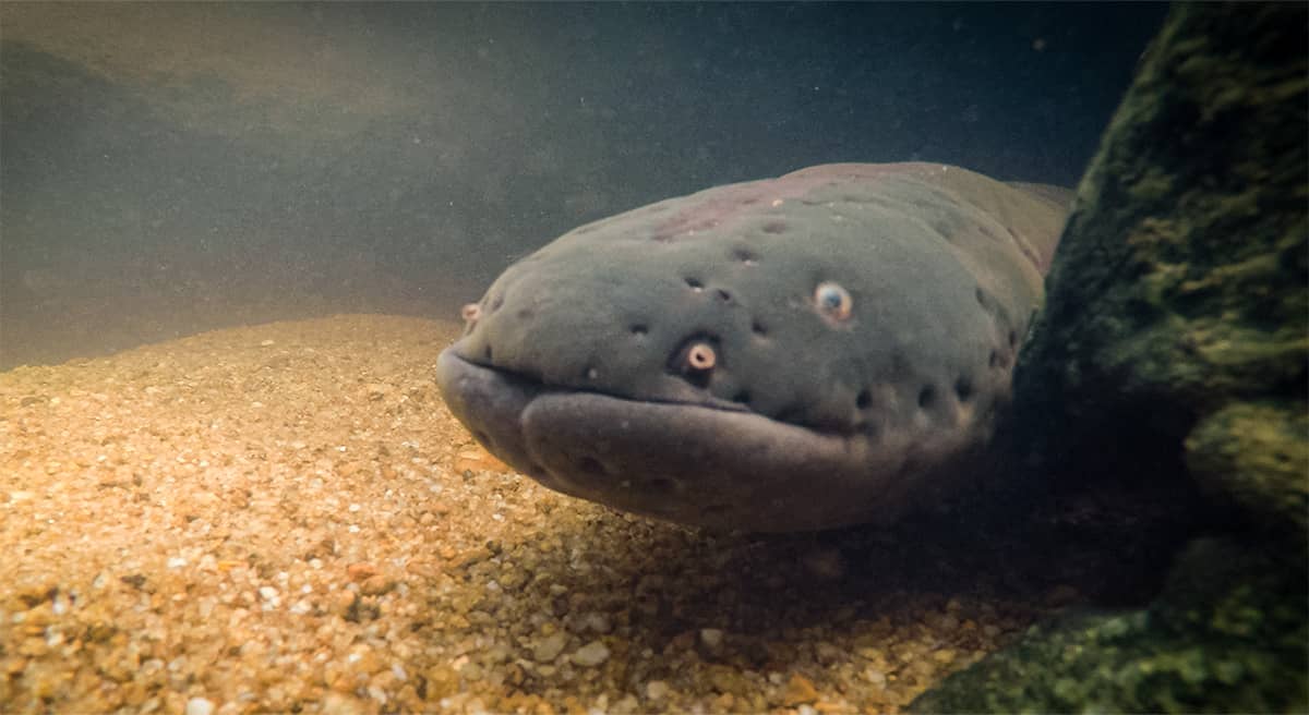 Devika Narain legt basis studie sidderalen in Suriname